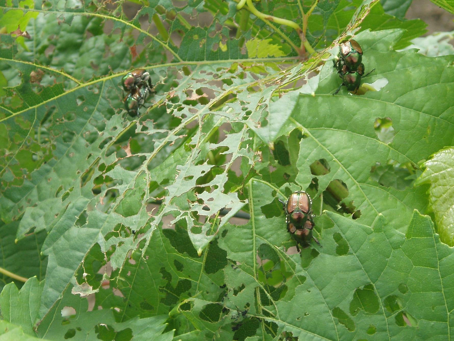 Rose traps | Bioprotec