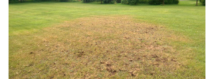 Nematode | Bioprotec